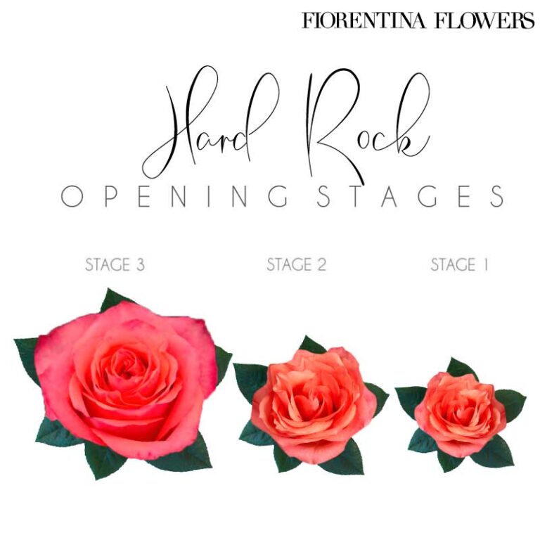 Hard Rock - Fiorentina Flowers